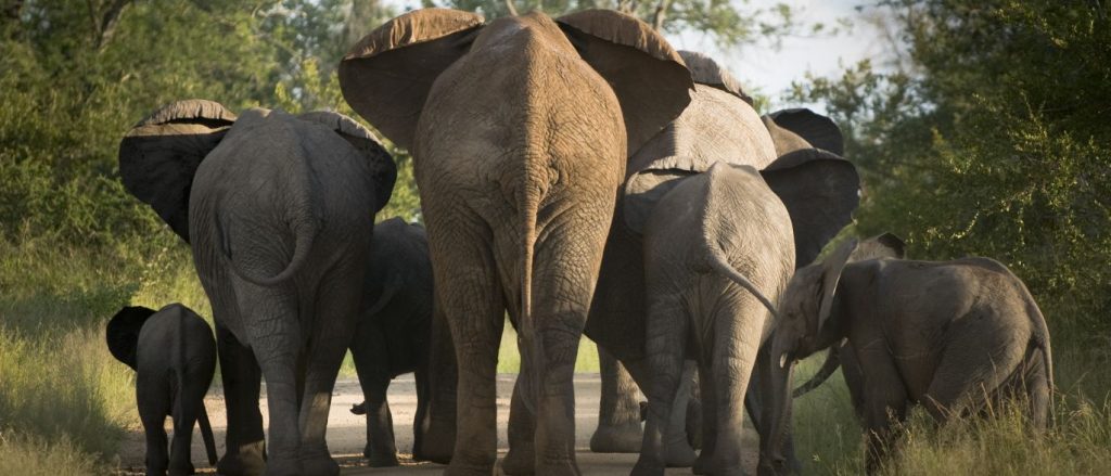 Magude: Comunidades acusam autoridades de proteger a fauna em ...